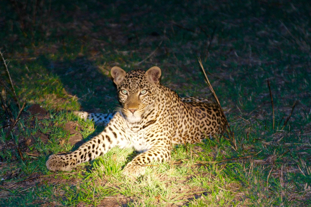 Safari: Cats – Lamberts on the Loose